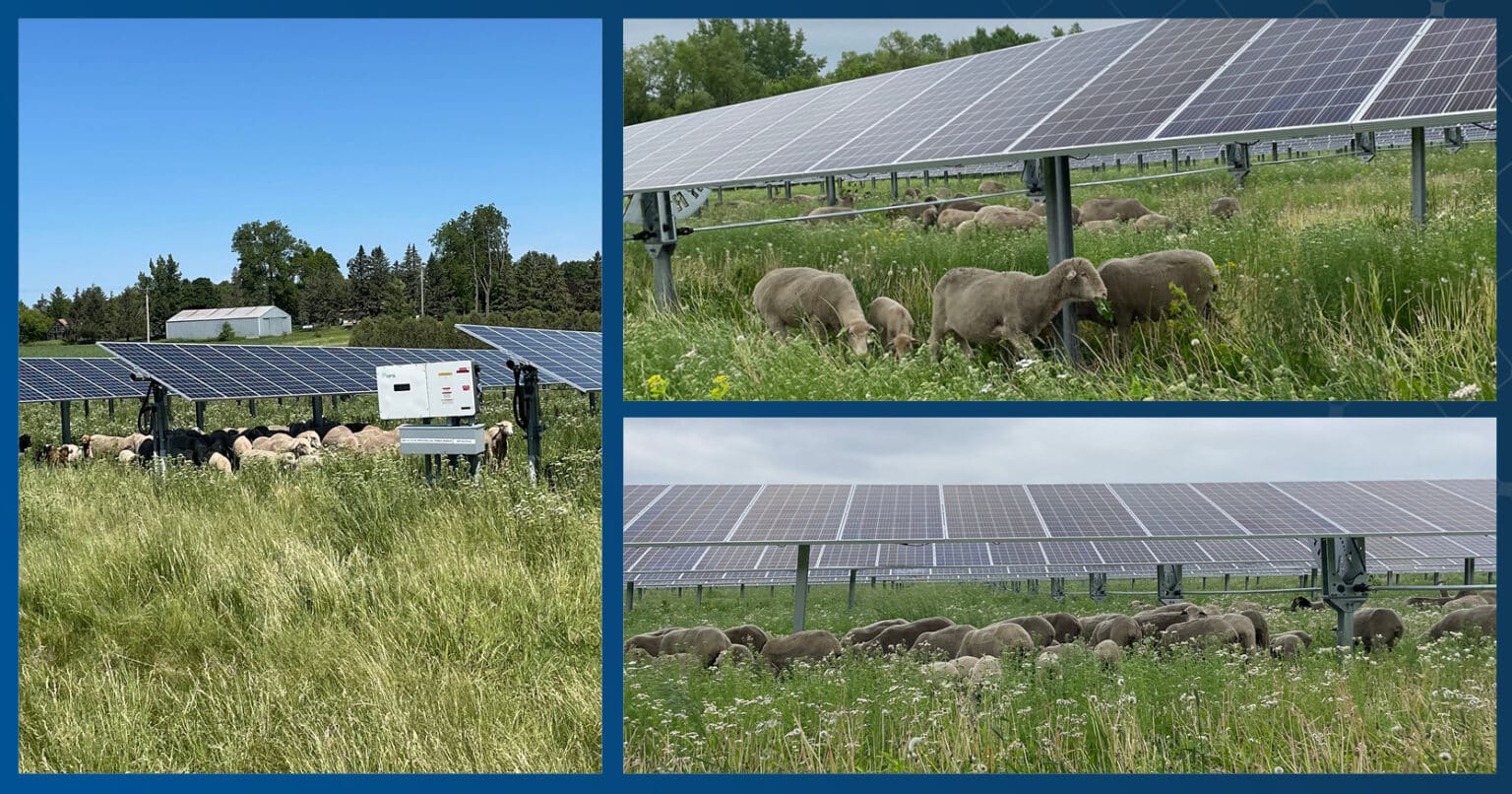 How Solar Grazing Supports Agrivoltaics Projects – Standard Solar
