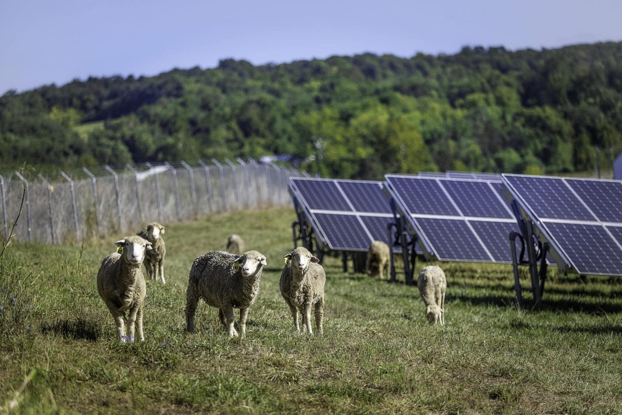 Pennsville Solar Project – Standard Solar